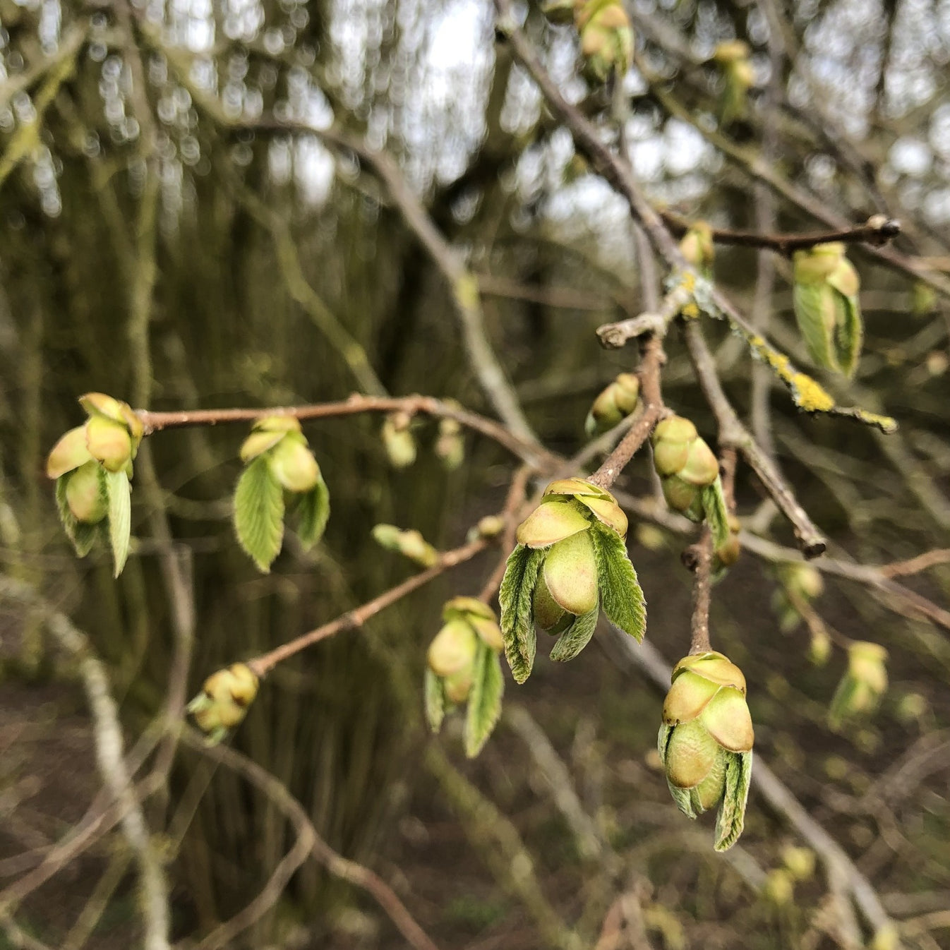Hazel (Corylus avellana) | British Trees & Hedges | Habitat Aid
