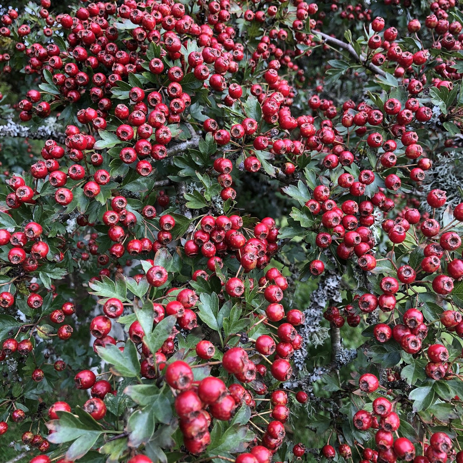 British Hedges | Buy Native Hedge Plants | Habitat Aid – Habitat Aid Ltd