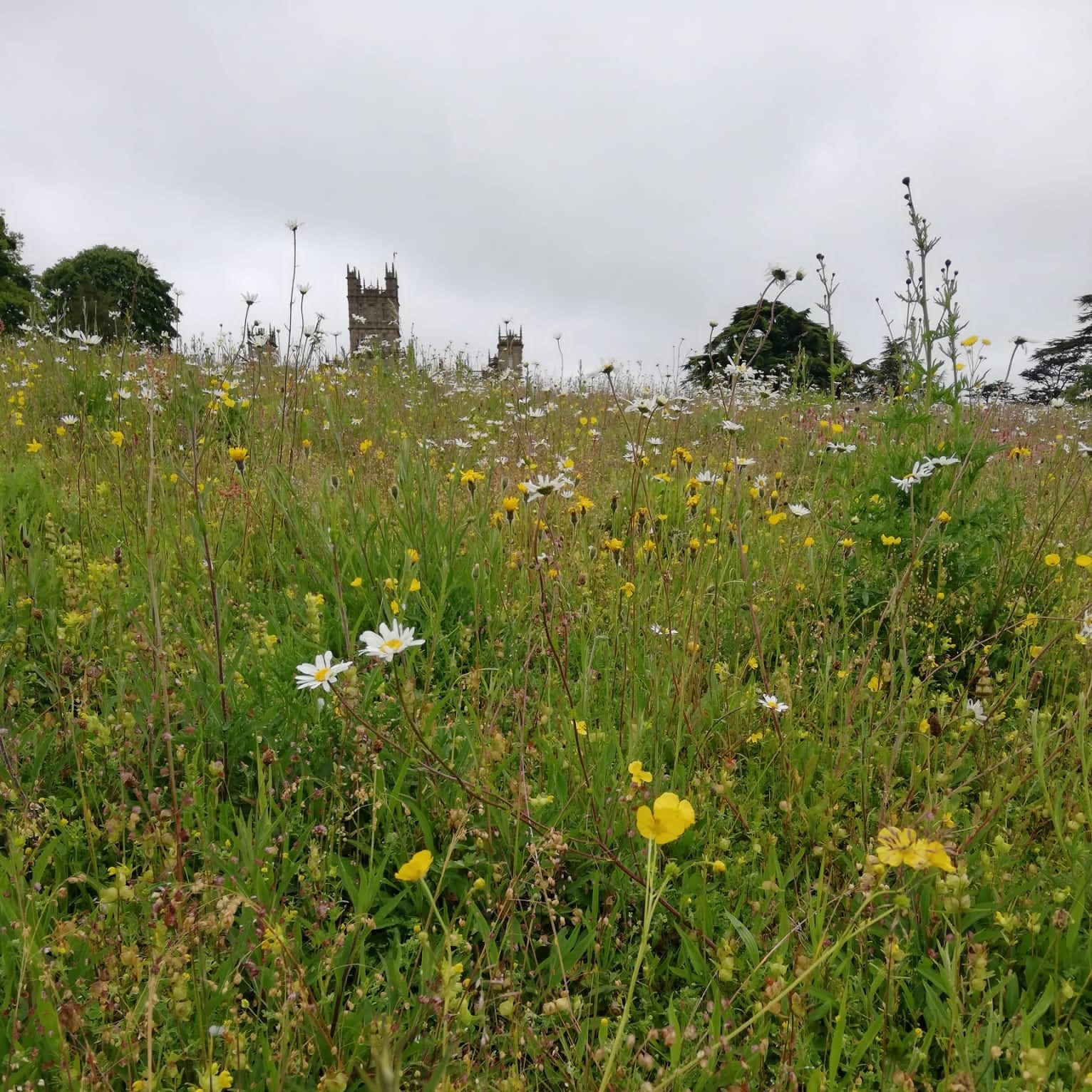 British Wildflower Seed | Meadow Seed Mixes | Habitat Aid – Habitat Aid Ltd