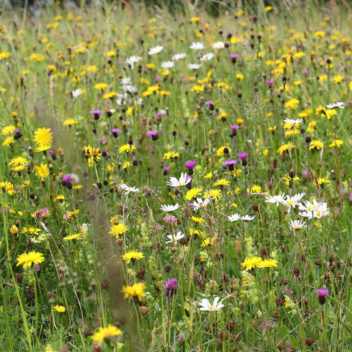 Somerset Meadow Mix | British Wildflower Meadow Seed | Habitat Aid