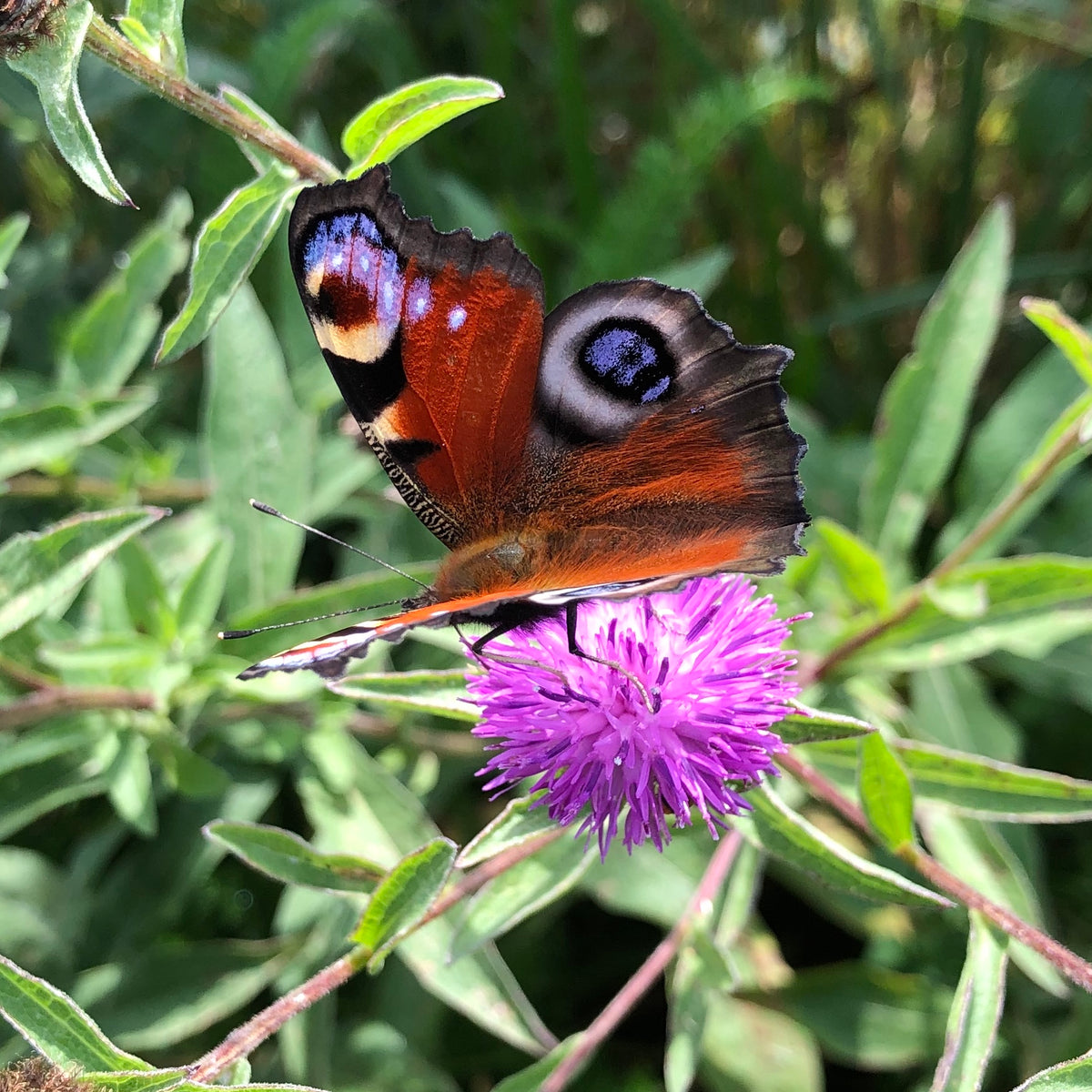 Lesser Knapweed Plants & Seed | British Wildflowers Shop | Habitat Aid