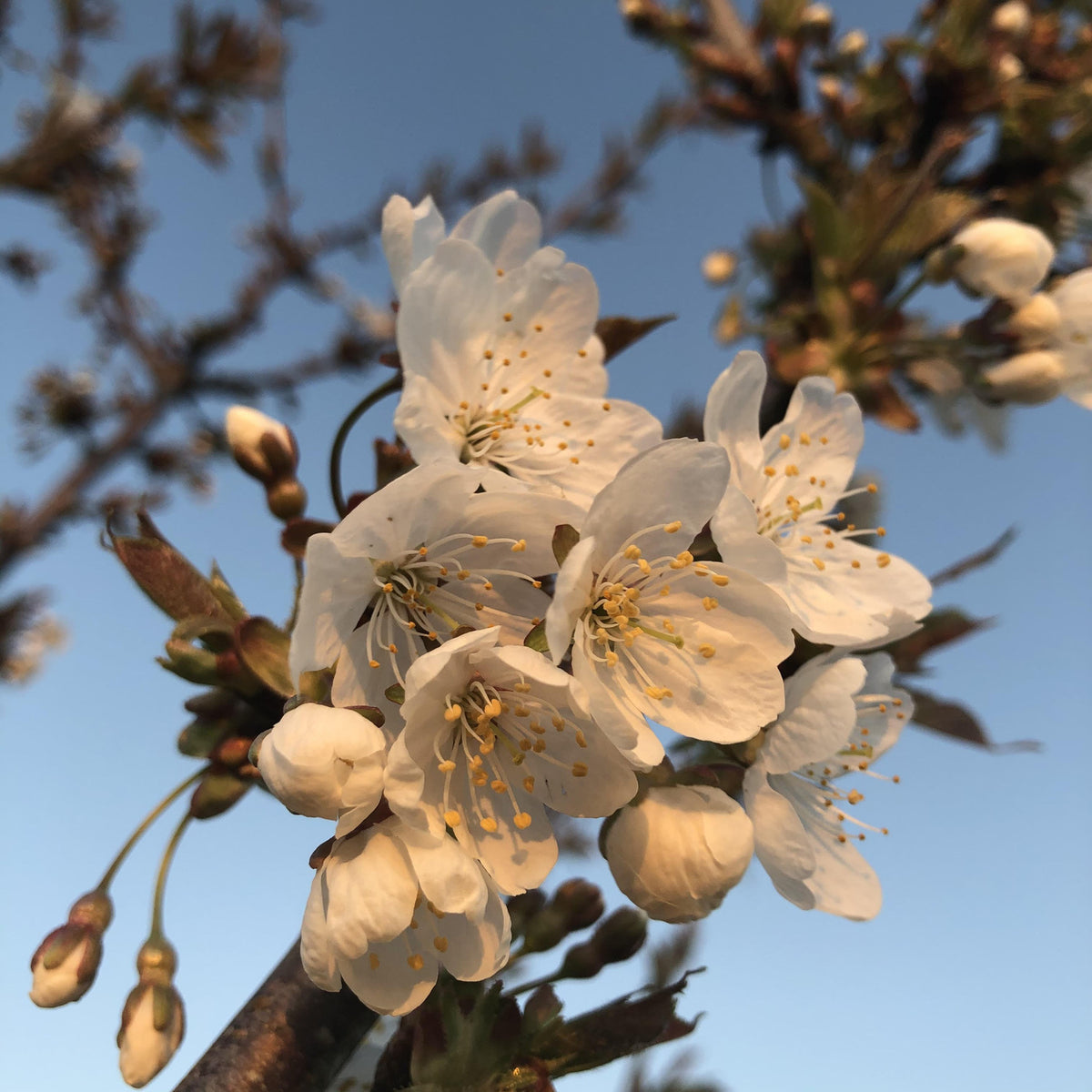 Mazzard Cherry 'Hannaford' | Buy Heritage Fruit Trees Online | Habitat Aid