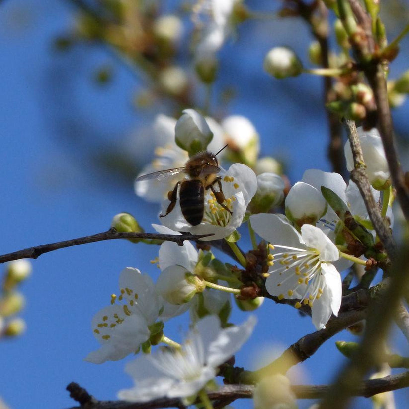Native Hedge Plant Mix | Buy British Trees & Hedges | Habitat Aid
