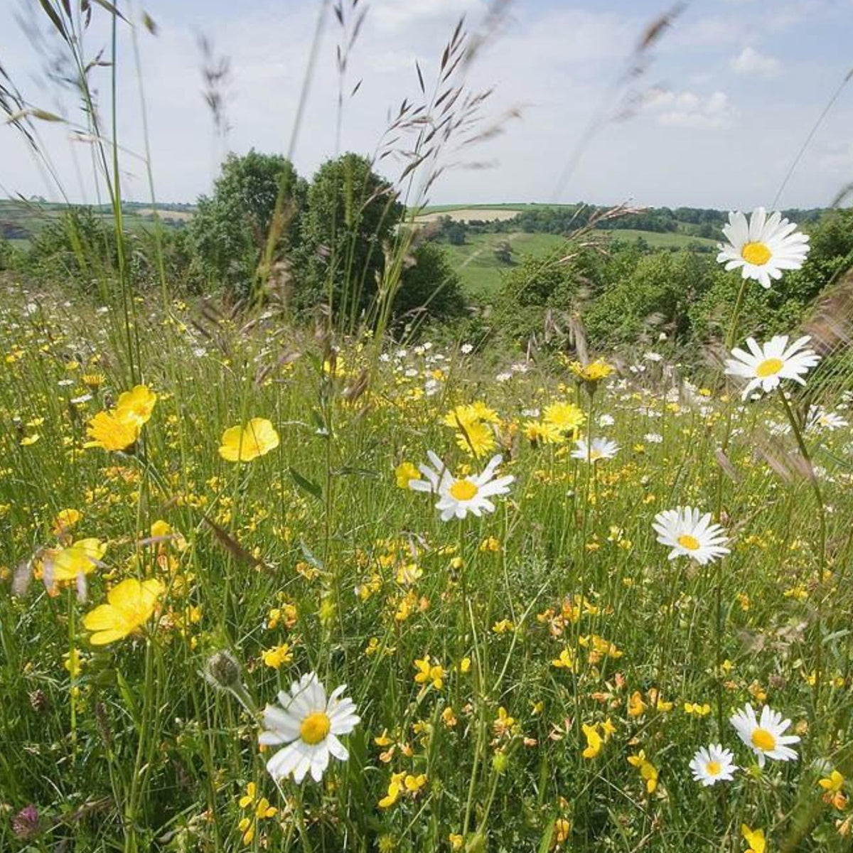 Calcareous Meadow Mix | British Wildflower Meadow Seed | Habitat Aid