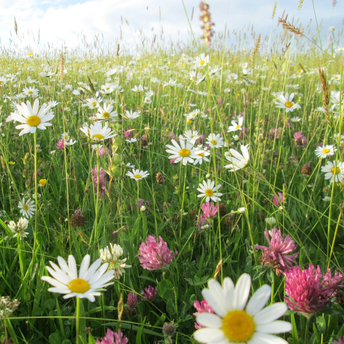 Northumberland Meadow Mix | British Wildflower Meadow Seed | Habitat Aid