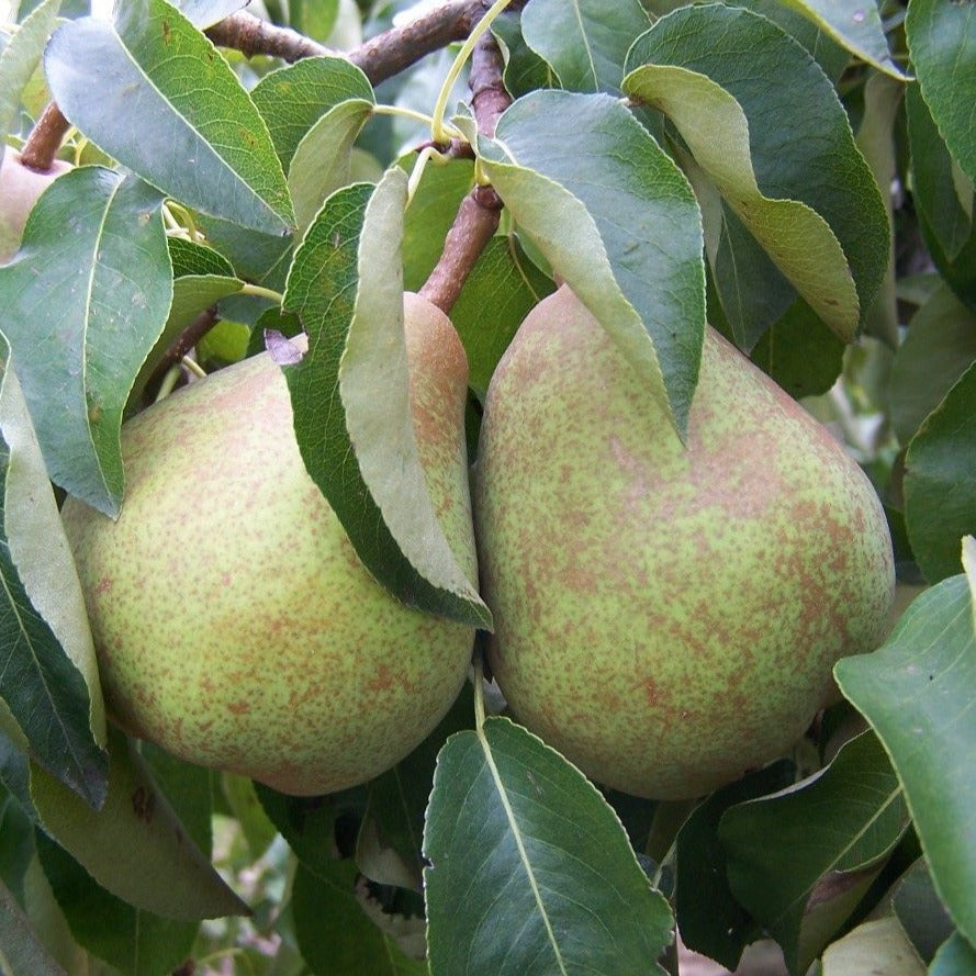 Doyenne du Comice | Buy Pear Trees Online | Habitat Aid