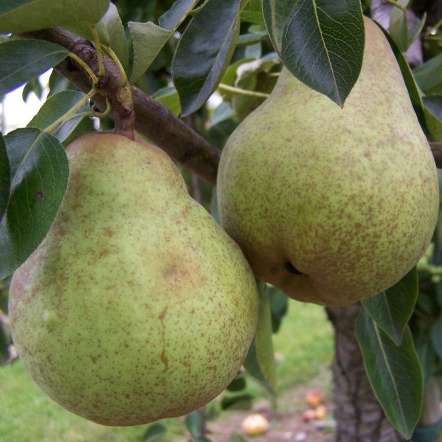 Williams Bon Chretien | Buy Pear Trees Online | Habitat Aid