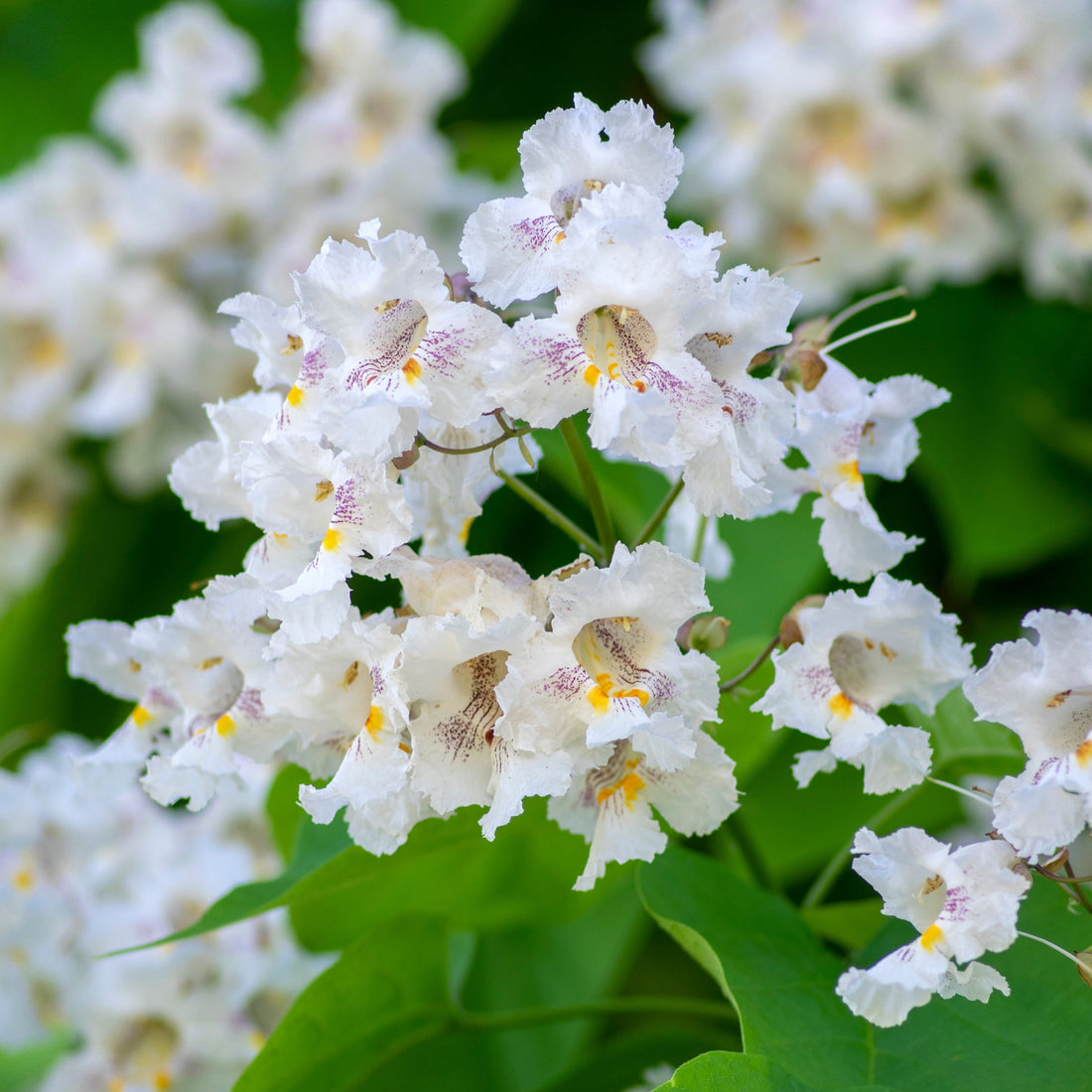 Catalpa bignonoides | Buy Trees For Bees | Habitat Aid