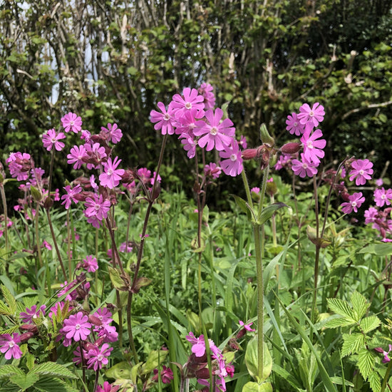 Red Campion Plants & Seed | British Wildflowers Shop | Habitat Aid