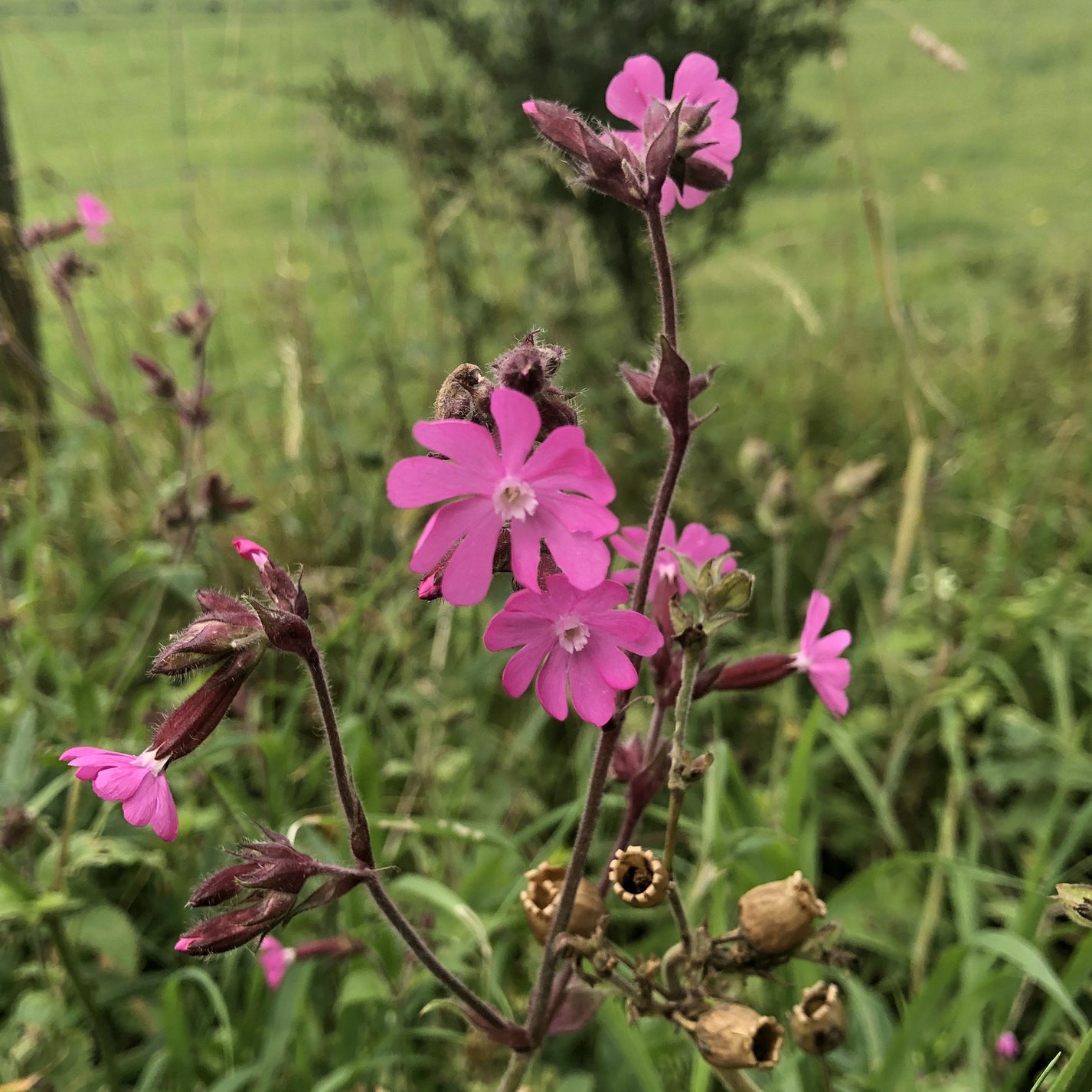 Red Campion Plants & Seed | British Wildflowers Shop | Habitat Aid