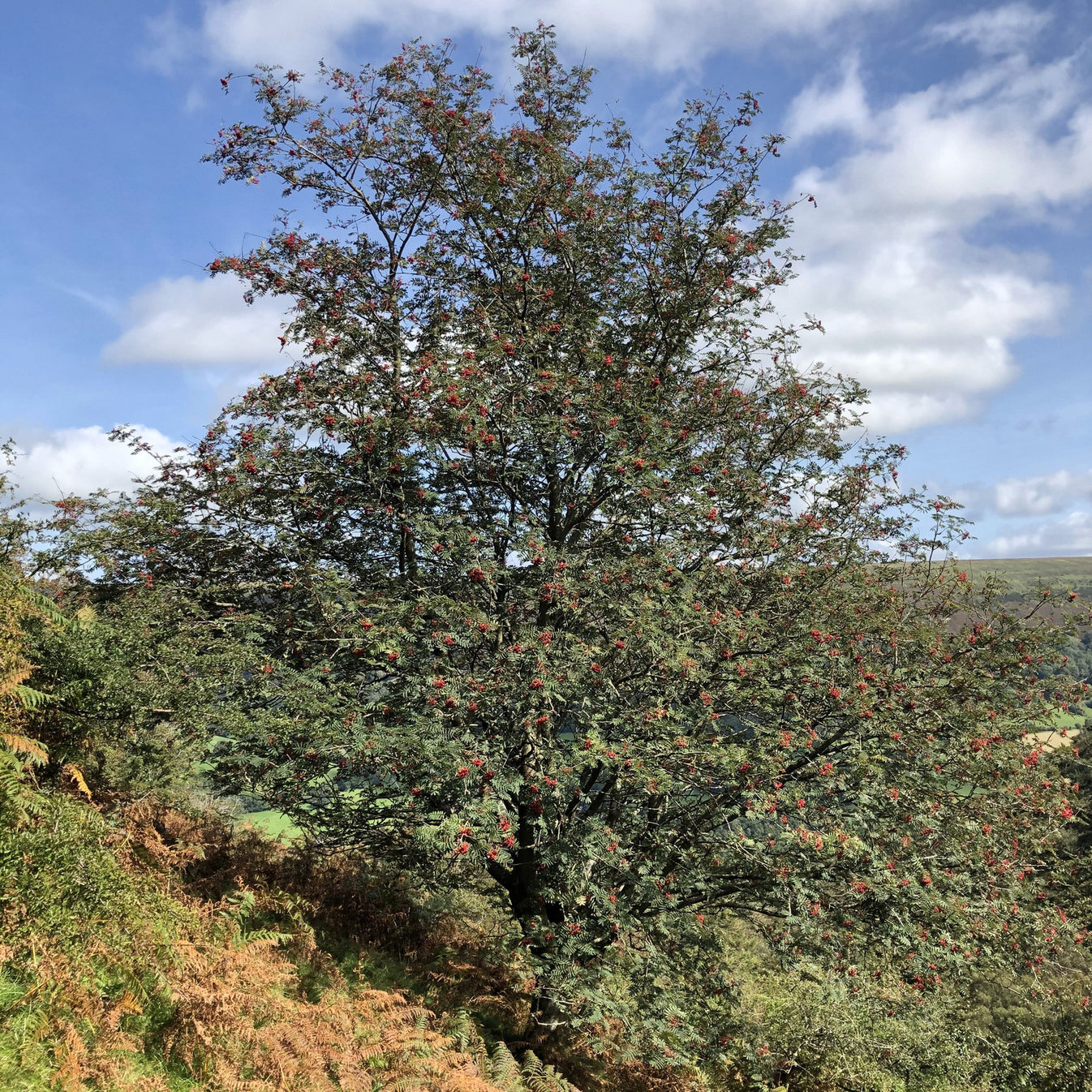 Rowan (Sorbus aucuparia) | British Trees & Hedges | Habitat Aid