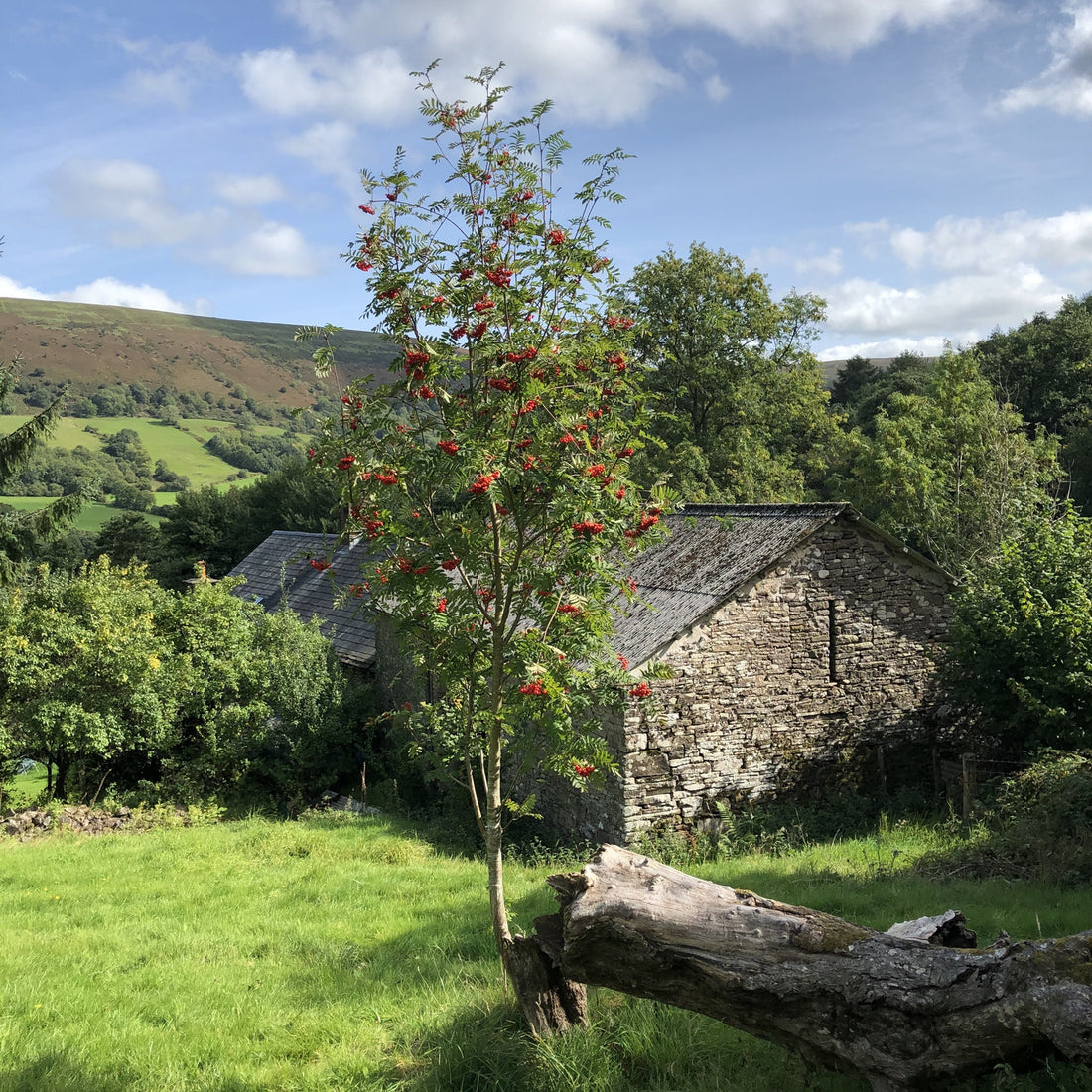 Rowan (Sorbus aucuparia) | British Trees & Hedges | Habitat Aid