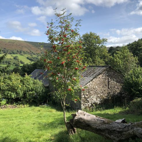 Rowan (Sorbus aucuparia) | British Trees & Hedges | Habitat Aid
