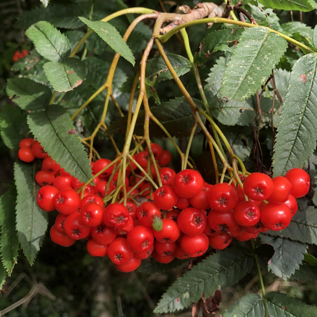Rowan (Sorbus aucuparia) | British Trees & Hedges | Habitat Aid