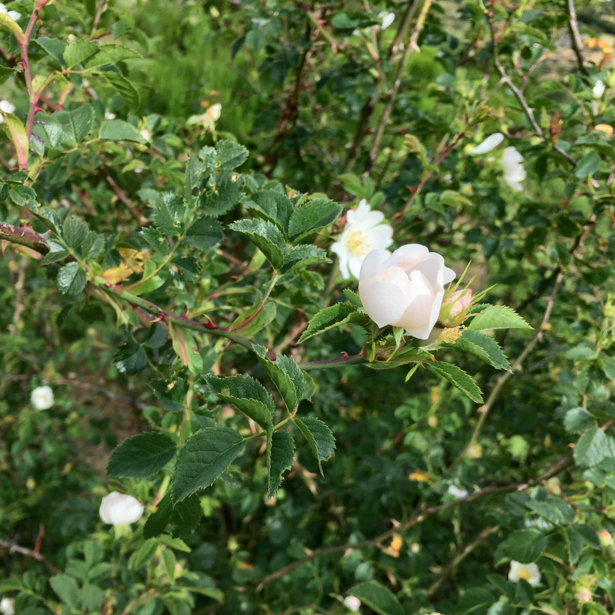 Scotch Rose (Rosa spinosissima) | British Trees & Hedges | Habitat Aid