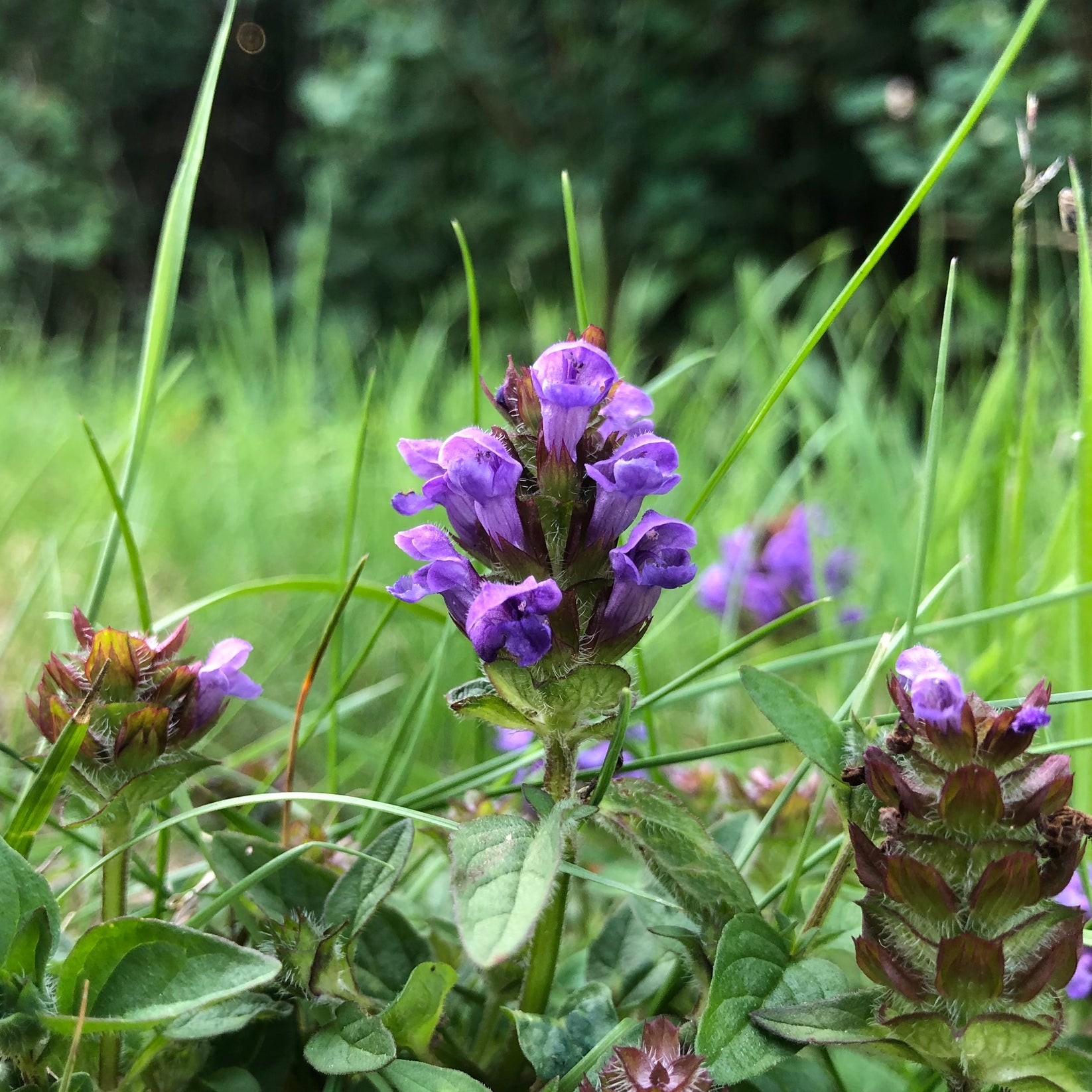 Native Plug Plants For Sunny Sites | Wildflower Shop | Habitat Aid