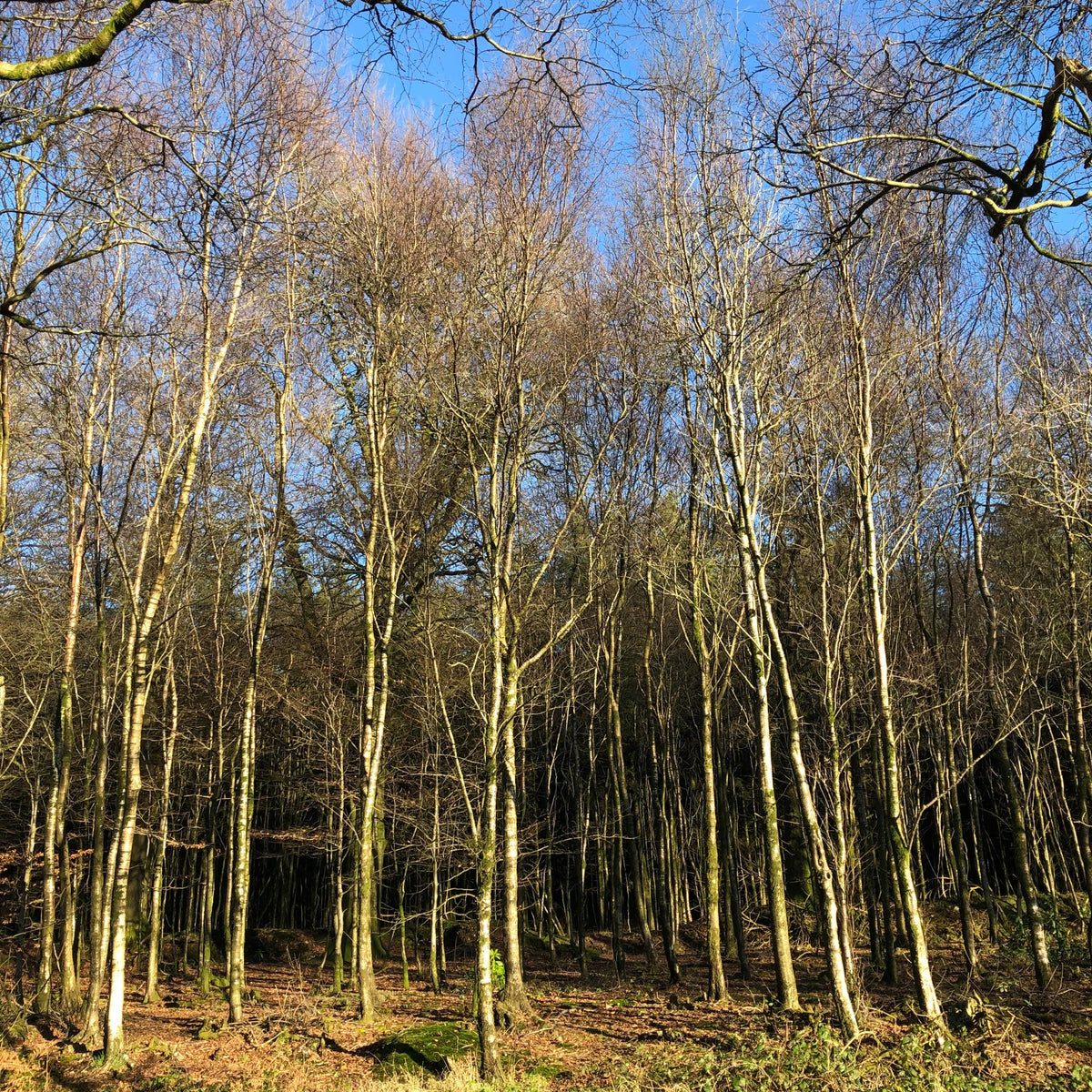 Silver Birch (Betula pendula) | British Trees & Hedges | Habitat Aid
