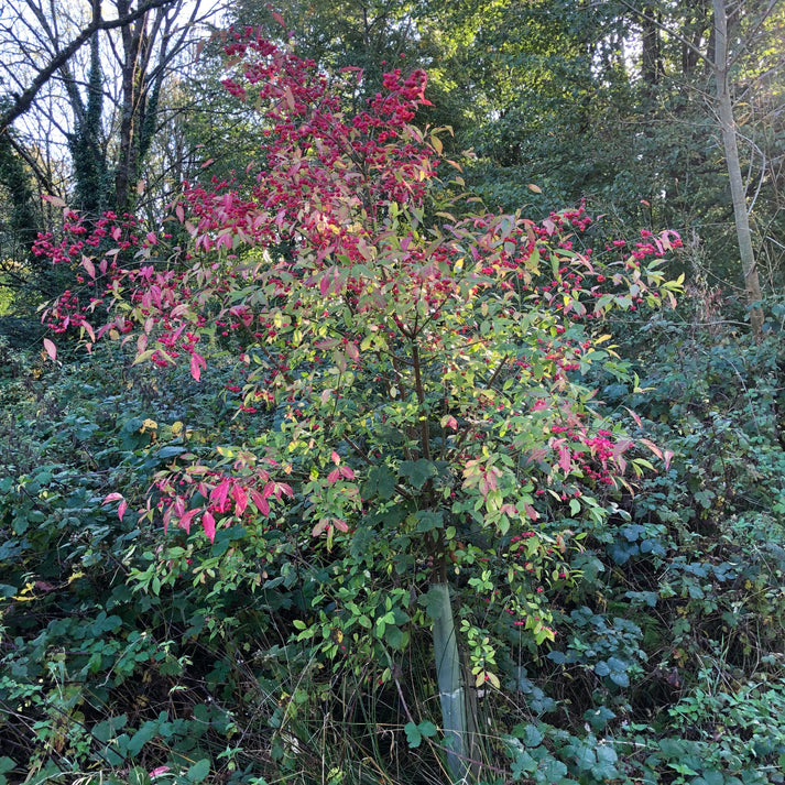 Spindle (Euonymus europaeus) | British Trees & Hedges | Habitat Aid