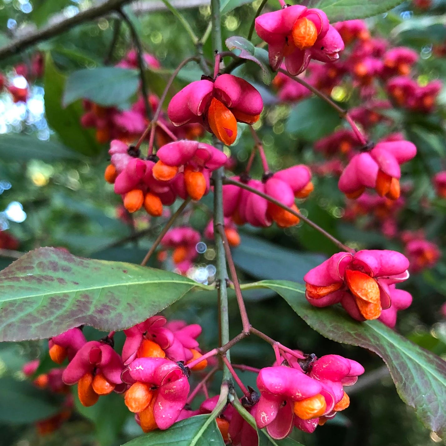 Spindle (Euonymus europaeus) | British Trees & Hedges | Habitat Aid