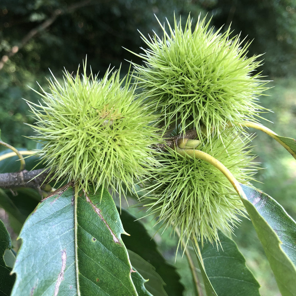 Sweet chestnut (Castanea sativa) | British Trees & Hedges | Habitat Aid
