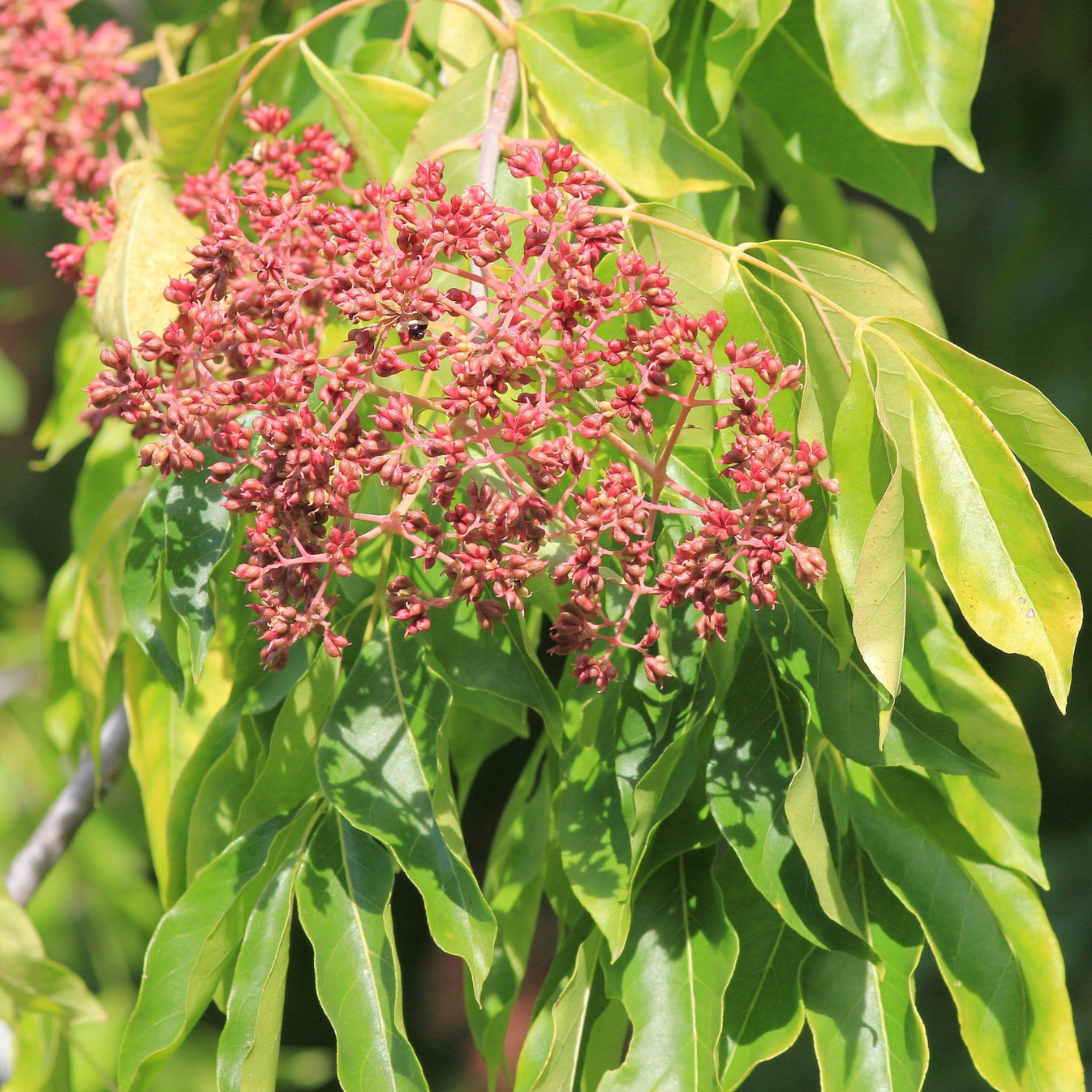Tetradium Daniellii (Bee Tree) | Buy Trees For Bees | Habitat Aid