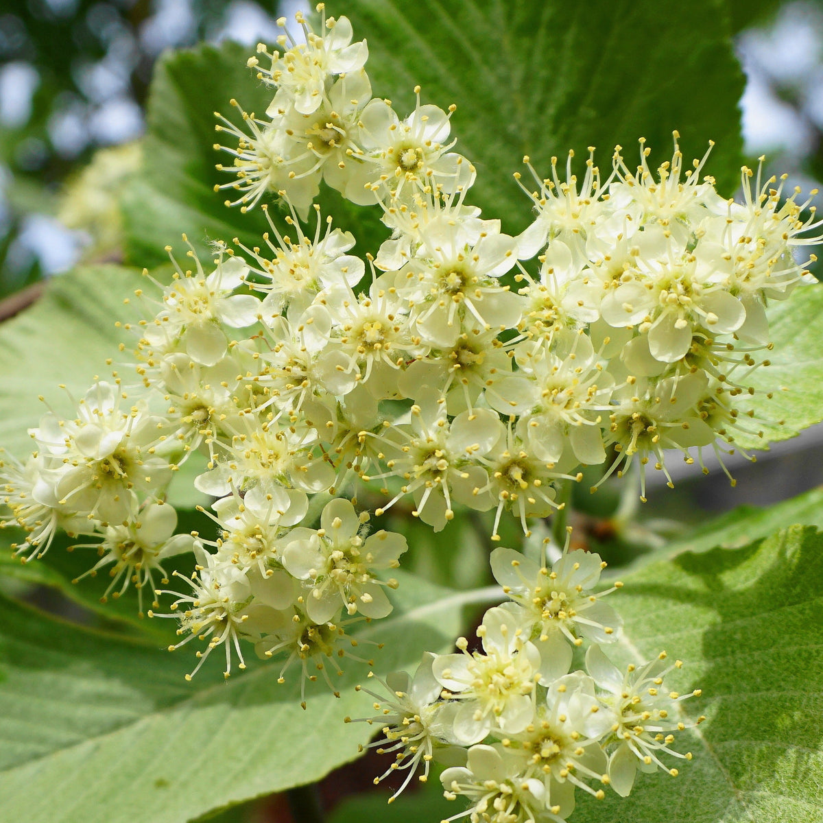 Whitebeam (Sorbus aria) | Buy British Trees | Habitat Aid
