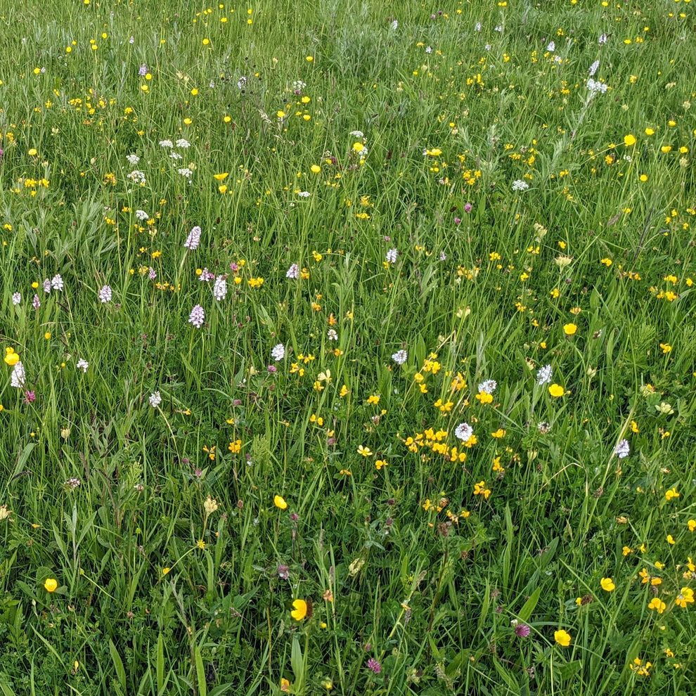 Dorset Meadow Seed Mix | British Wildflower Meadow Seed | Habitat Aid ...