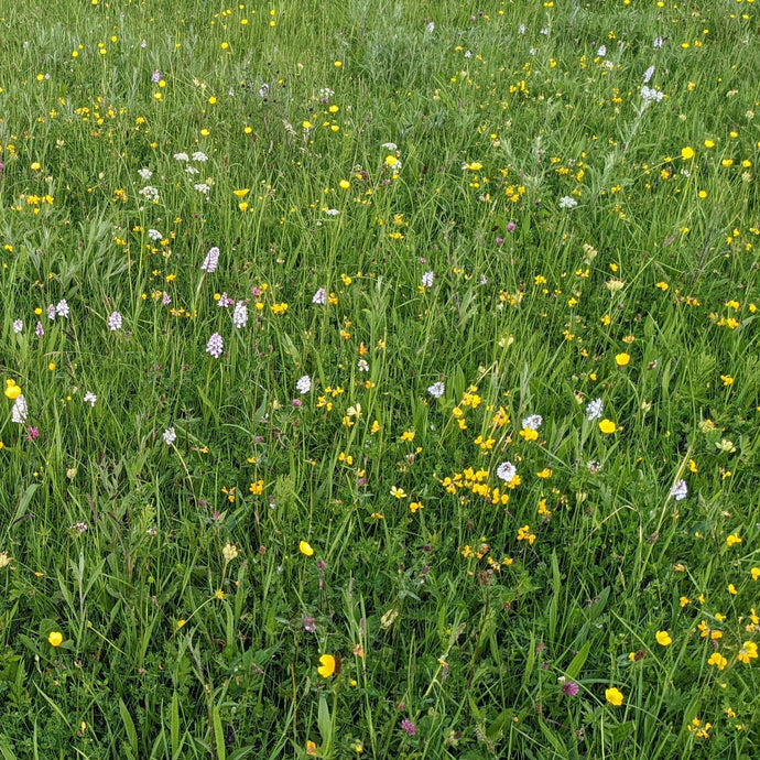 British Wildflower Seed | Meadow Seed Mixes | Habitat Aid | Page 2