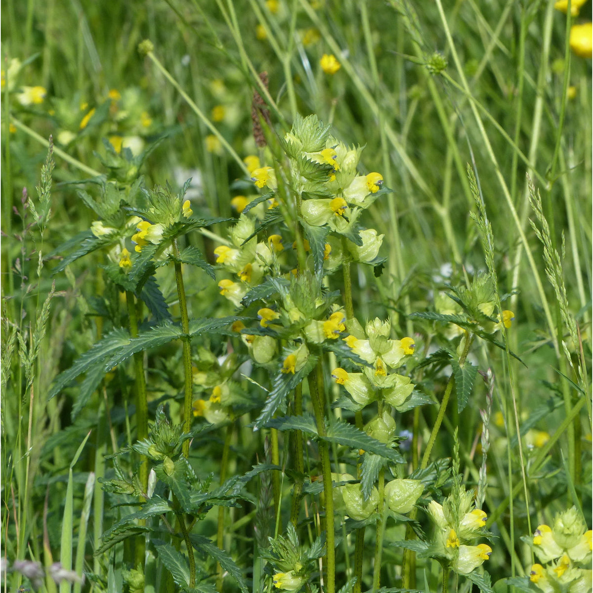 Yellow Rattle (Rhinanthus minor) | Wildflower Seed | Habitat Aid