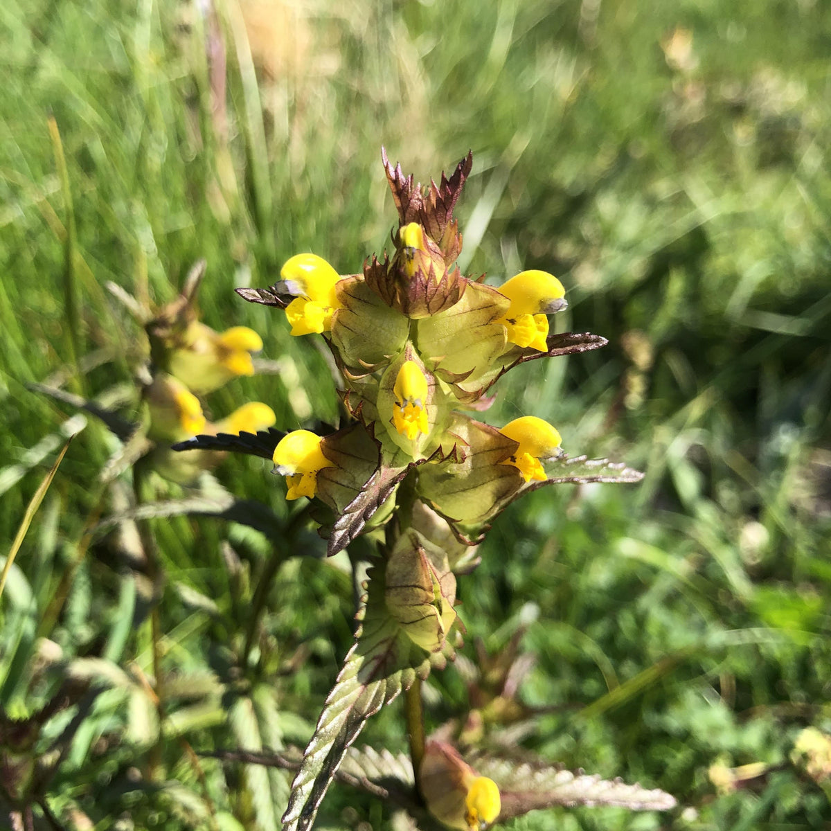 Yellow Rattle (Rhinanthus minor) | Wildflower Seed | Habitat Aid