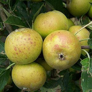 Nonpareil | Buy Heritage Apple Trees Online | Habitat Aid