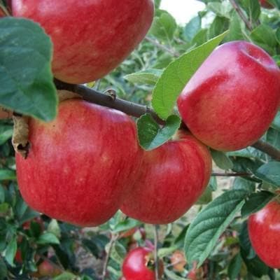 Norfolk Royal | Buy Heritage Apple Trees Online | Habitat Aid