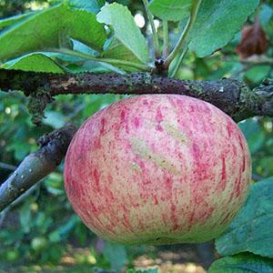 Queen | Buy Heritage Apple Trees Online | Habitat Aid