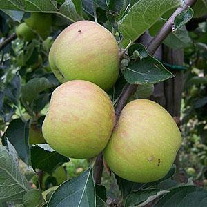 Ribston Pippin | Buy Apple Trees Online | Habitat Aid