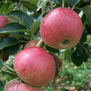Somerset Redstreak | Buy Apple Trees Online | Habitat Aid