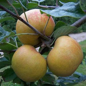 St Edmund's Pippin | Buy Apple Trees Online | Habitat Aid
