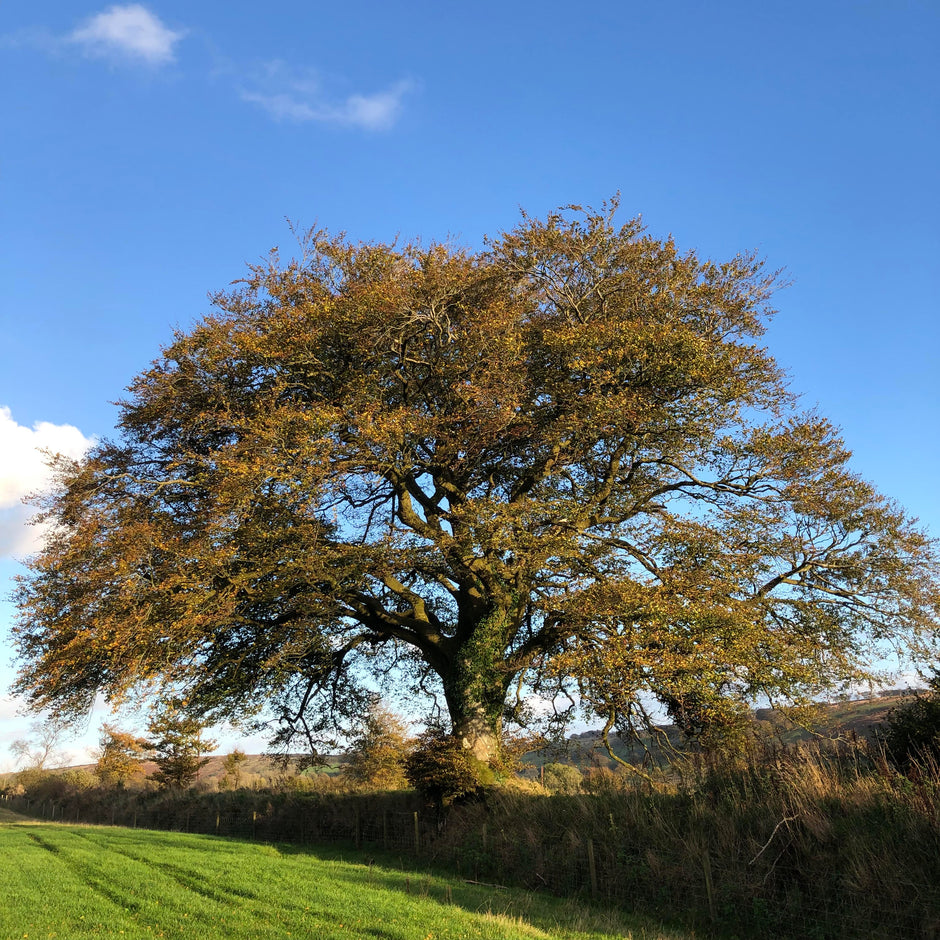 British Trees & Hedges | UK Provenance & Origin | Habitat Aid
