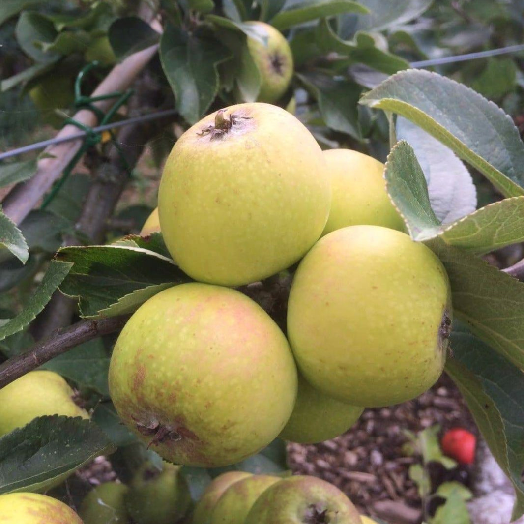 Apple Trees For Sale | Old Heritage Varieties | Habitat Aid