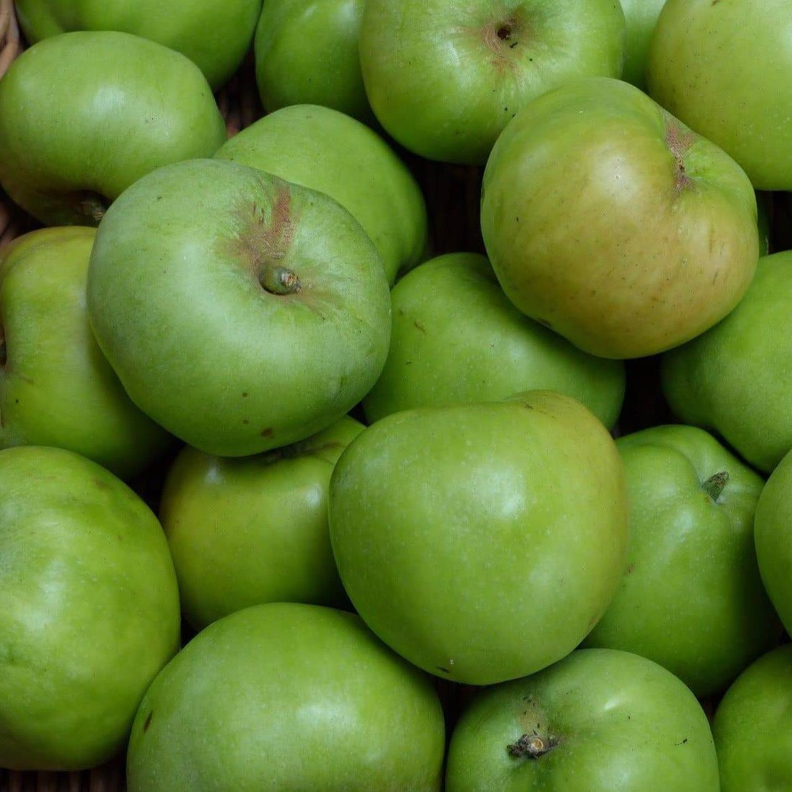 Grenadier | Buy Heritage Apple Trees Online | Habitat Aid